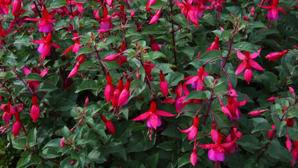 How to grow fuchsias for masses of fairy-tale blooms | Home Improvement ...